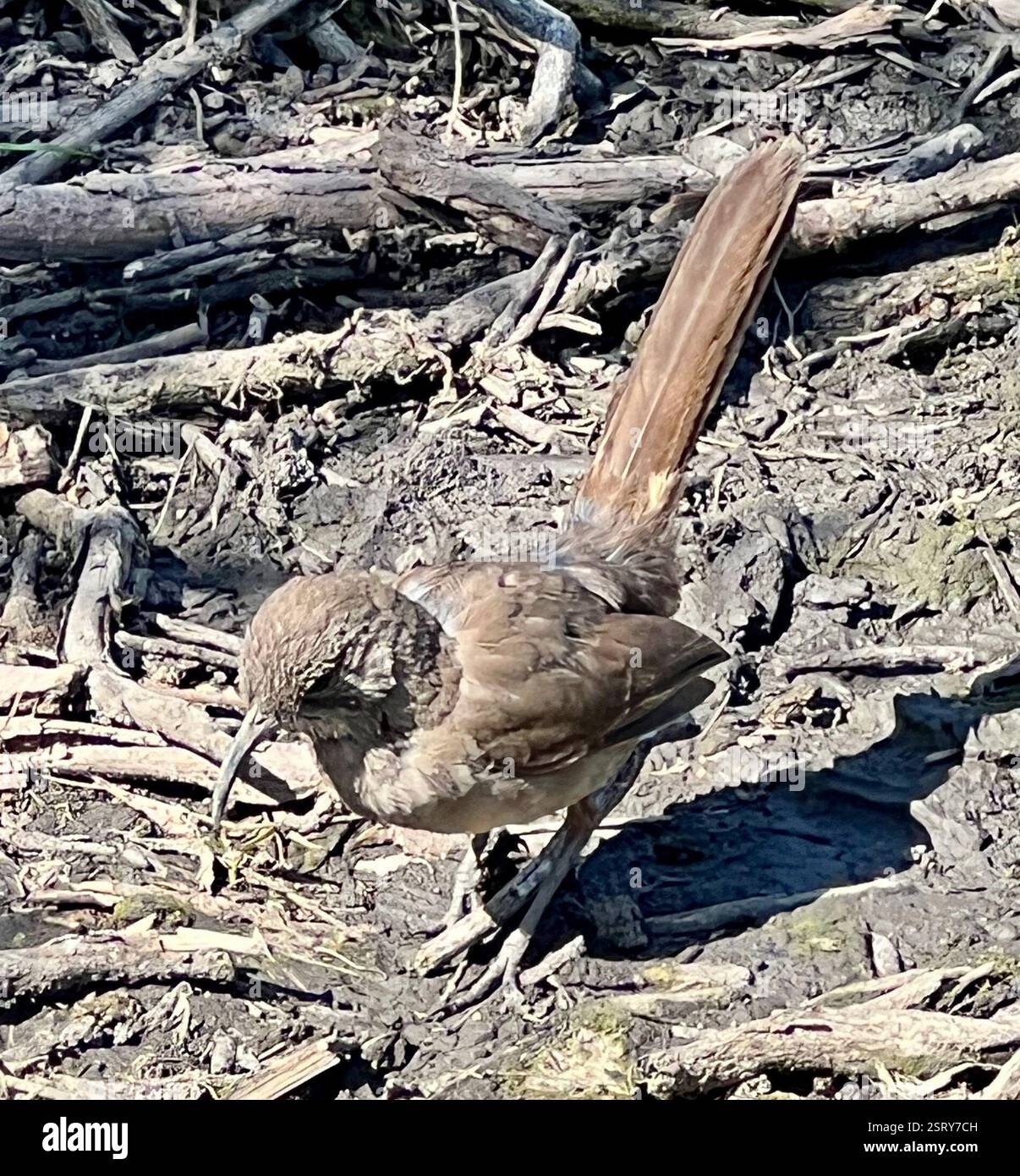 Diet is mostly insects hi-res stock photography and images - Alamy