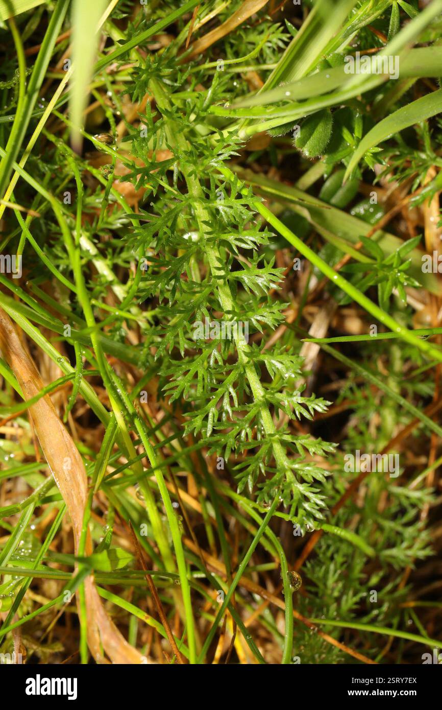 common yarrow (Achillea millefolium), Plantae, Rimrose Valley Country ...