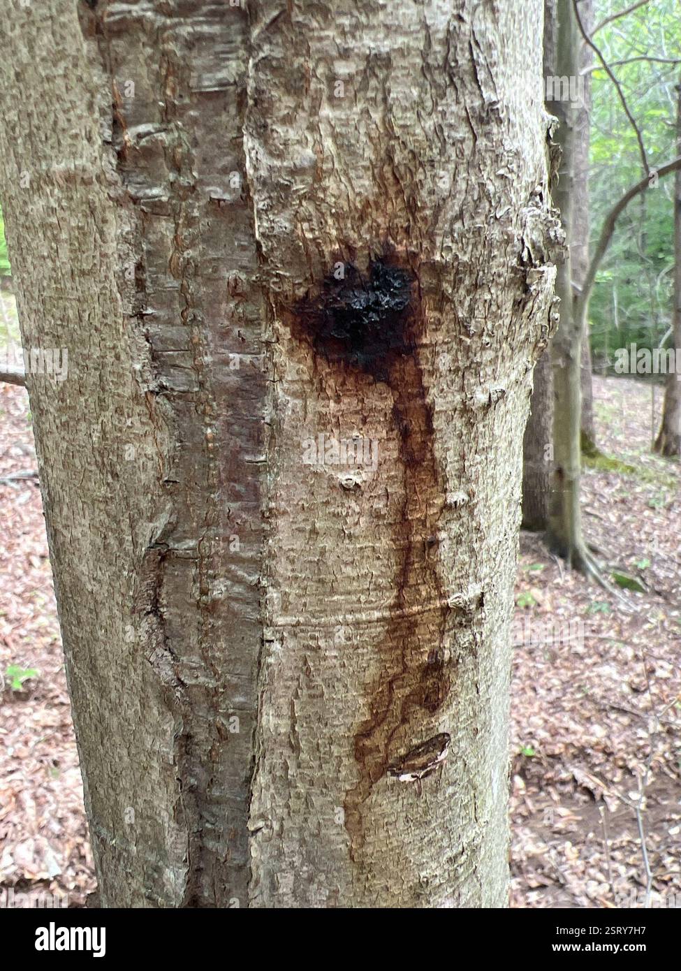 Beech Bark Canker Fungus (Neonectria faginata), Fungi, Crooked Creek Rd ...
