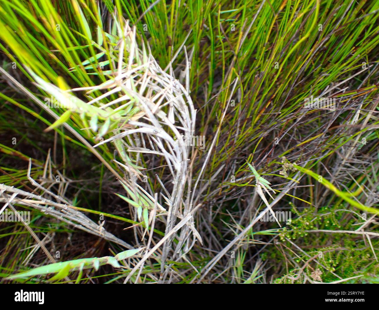 Red-Topped Signal Grass (Urochloa serrata), Plantae, Grootvadersbosch ...