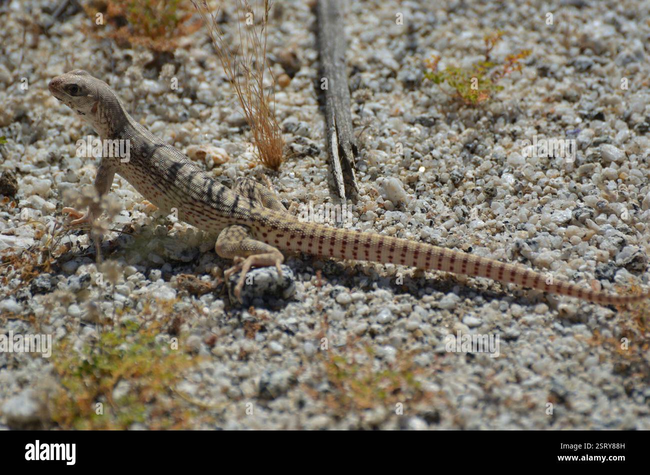 Northern Desert Iguana (Dipsosaurus dorsalis dorsalis), Reptilia, San ...