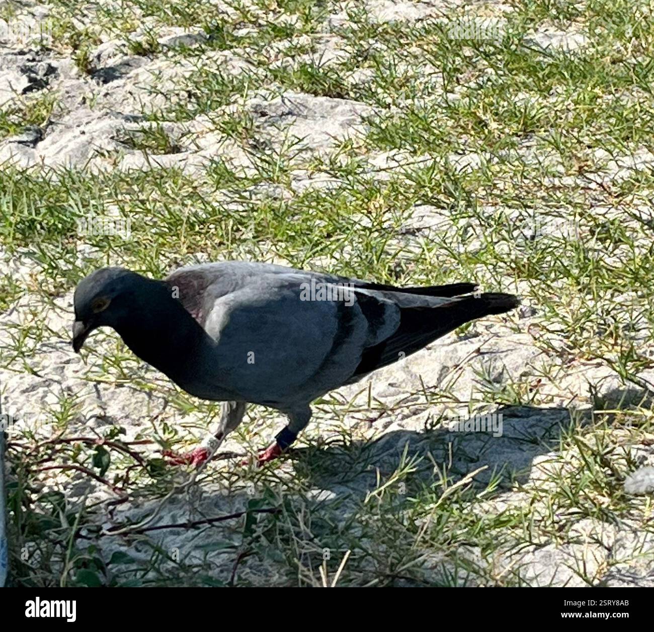 Feral Pigeon (Columba livia domestica), Aves, Meade Ave, Cocoa Beach ...