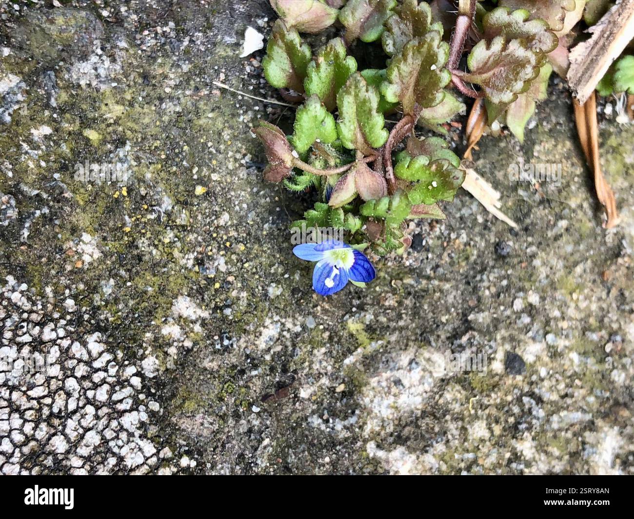 Grey Field-speedwell (Veronica polita), Plantae, Pantbach Road, Cardiff ...