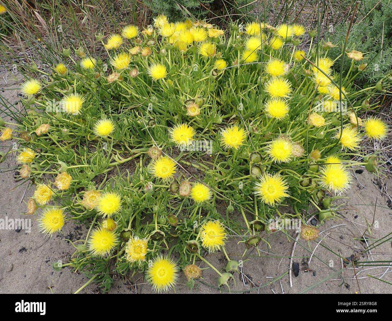 Pig's-root (Conicosia pugioniformis), Plantae, Dillon Beach, CA, USA ...
