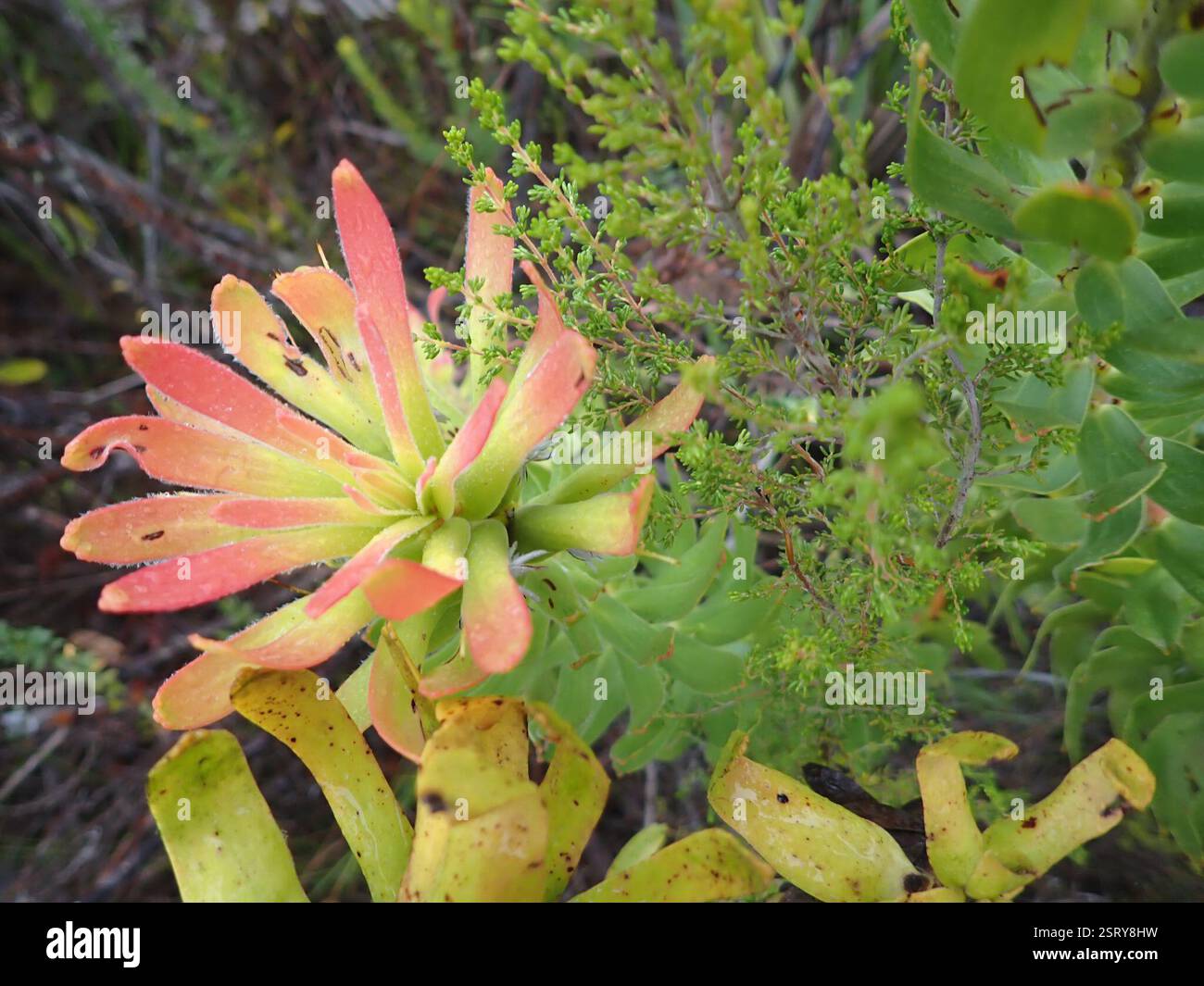 Common Pagoda (Mimetes cucullatus), Plantae, Grootvadersbosch Garden ...