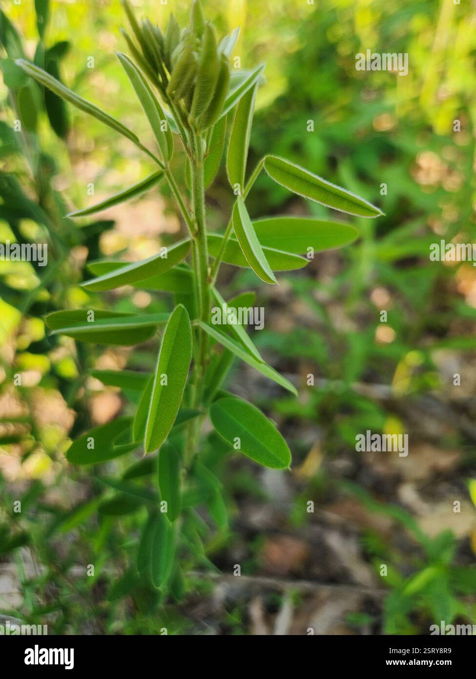 slender bush clover (Lespedeza virginica), Plantae, Oklahoma, US Stock ...