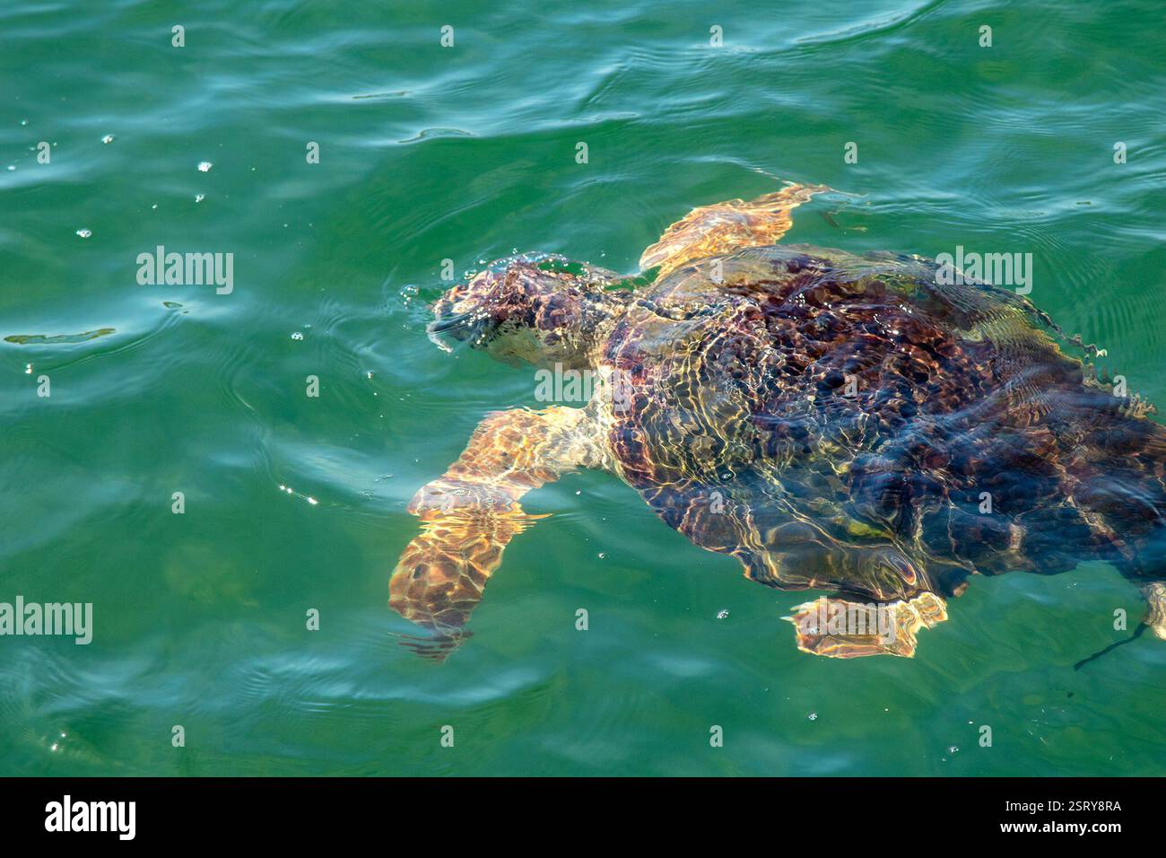 Loggerhead Sea Turtle (Caretta caretta), Reptilia, Mugla, TR Stock ...