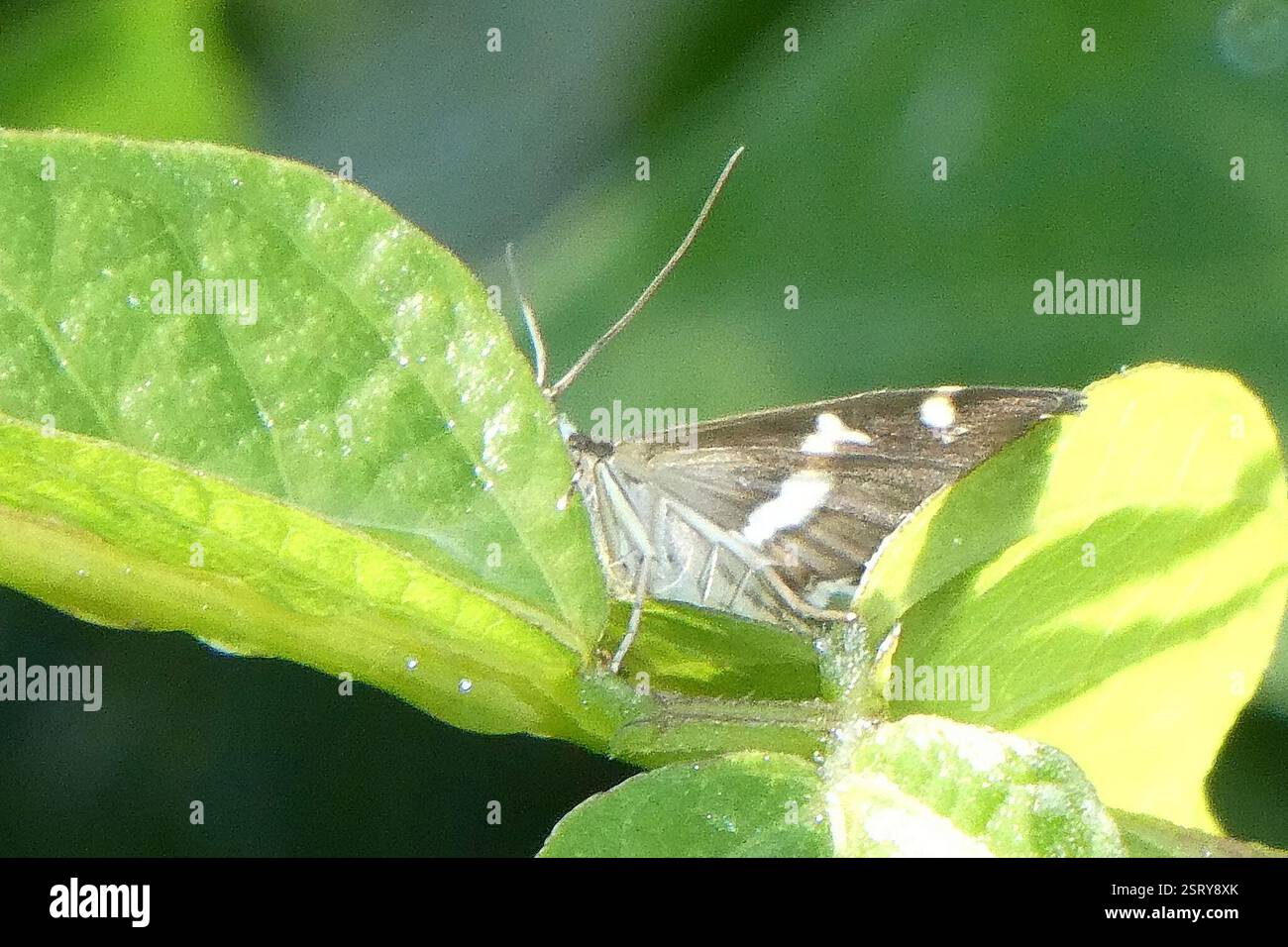 Hawaiian Beet Webworm Moth (Spoladea recurvalis), Insecta, Thomas ...