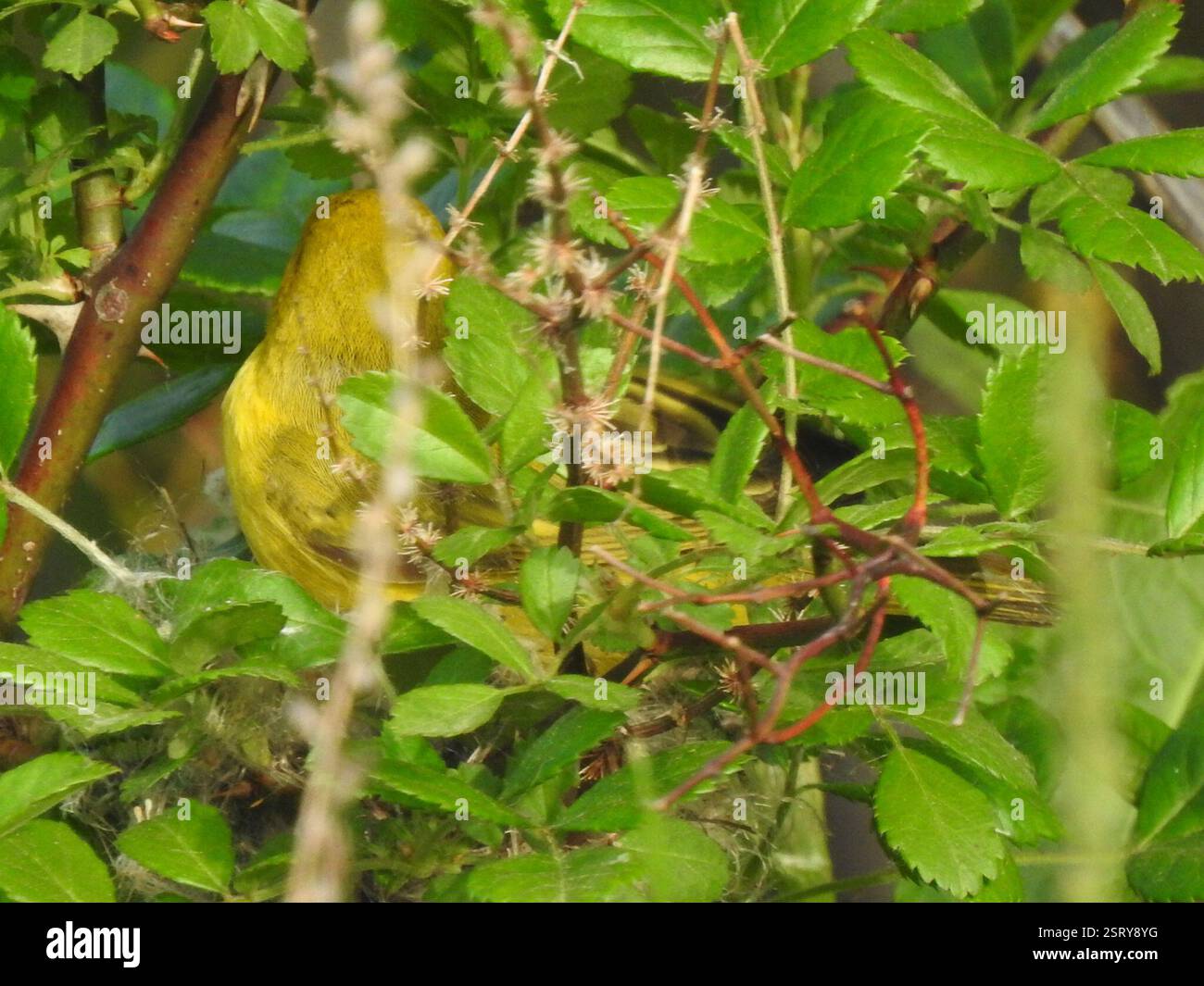 Yellow Warbler (Setophaga petechia), Aves, Worcester, Massachusetts ...