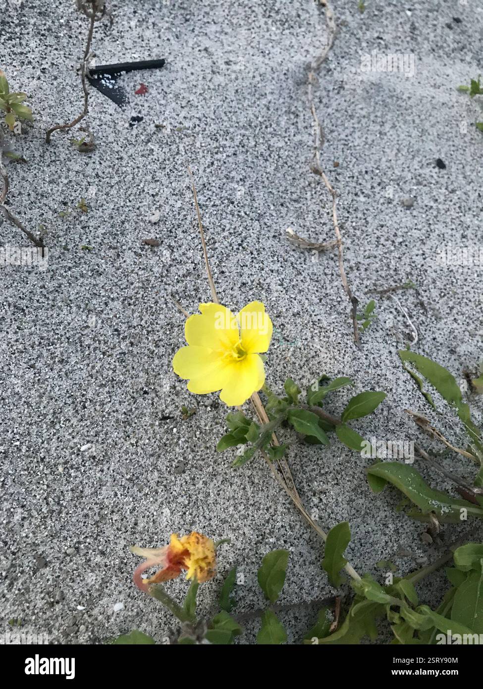 cutleaf evening primrose (Oenothera laciniata), Plantae, Kamikoshikicho ...