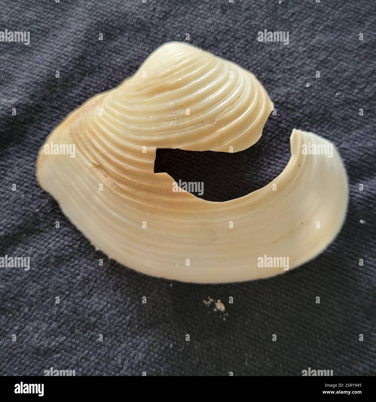 Channeled Duck Clam (Raeta plicatella), Mollusca, Ocean Isle Beach, NC ...