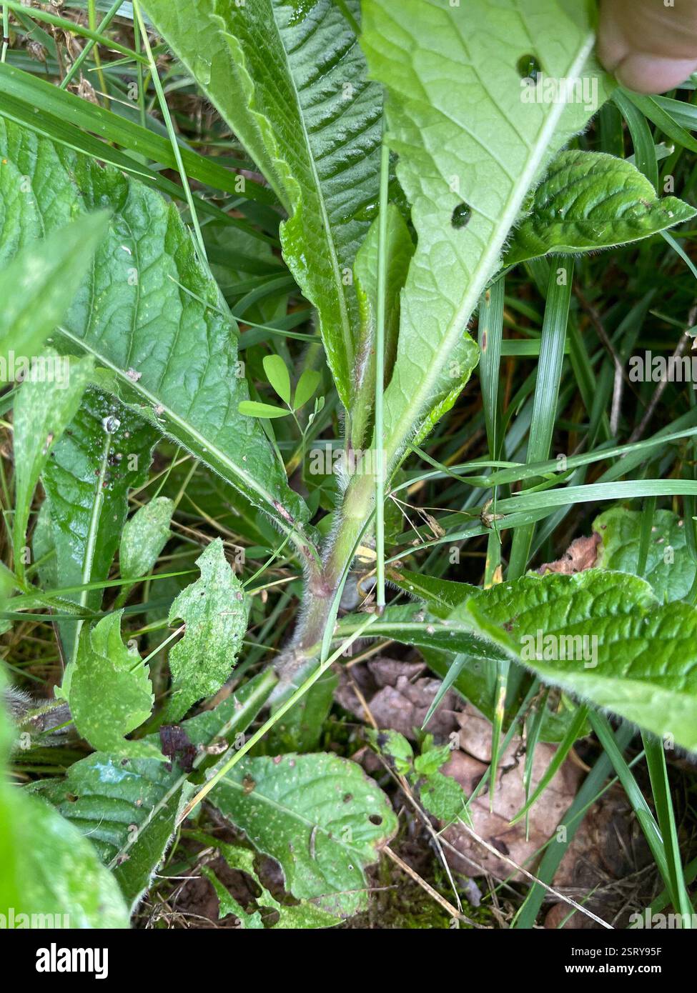 leafy elephant's-foot (Elephantopus carolinianus), Plantae, Mills Rd ...