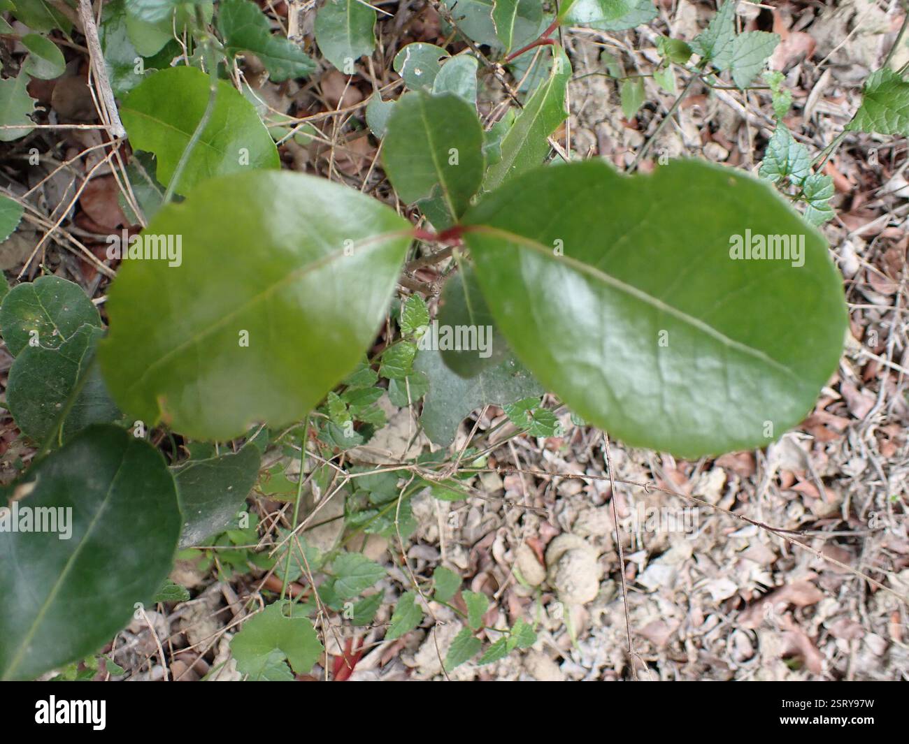 White Pear (Apodytes dimidiata), Plantae, Grootvadersbosch Garden Route ...