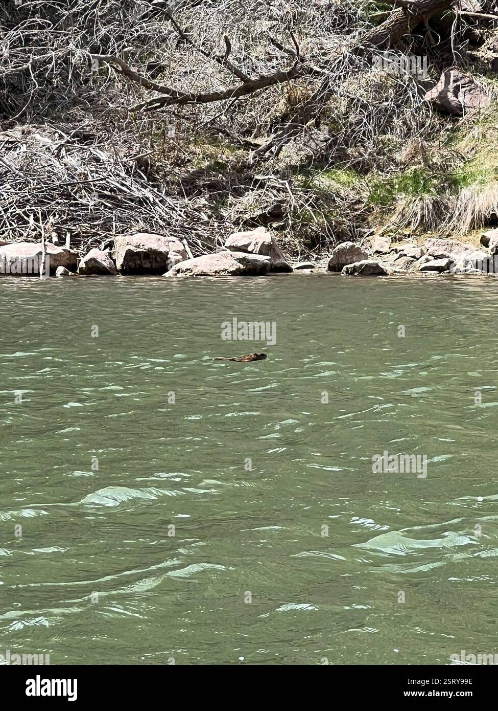 American Beaver (Castor canadensis), Mammalia, Green River, Dutch John ...