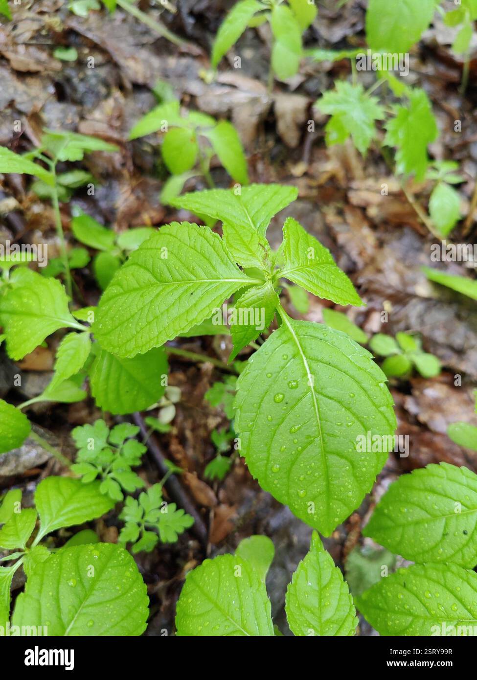 small balsam (Impatiens parviflora), Plantae, Las Bielański, Warsaw ...