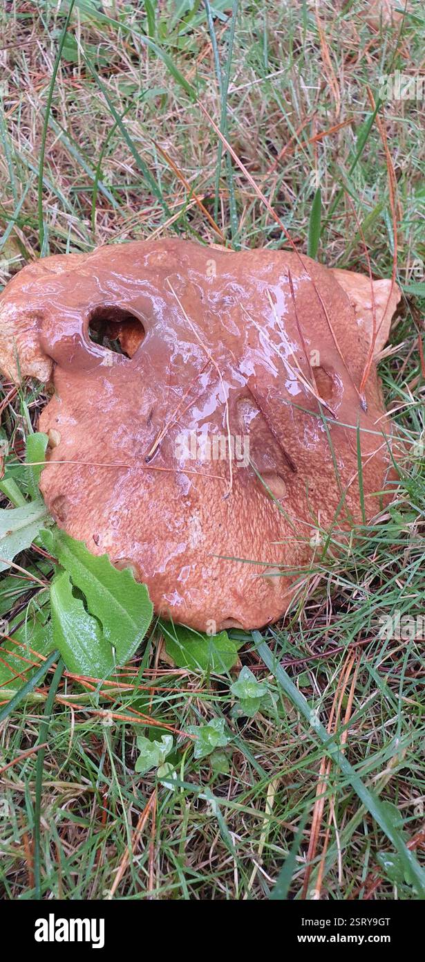 Slippery Jacks (Suillus), Fungi, Chisholm ACT 2905, Australia Stock ...