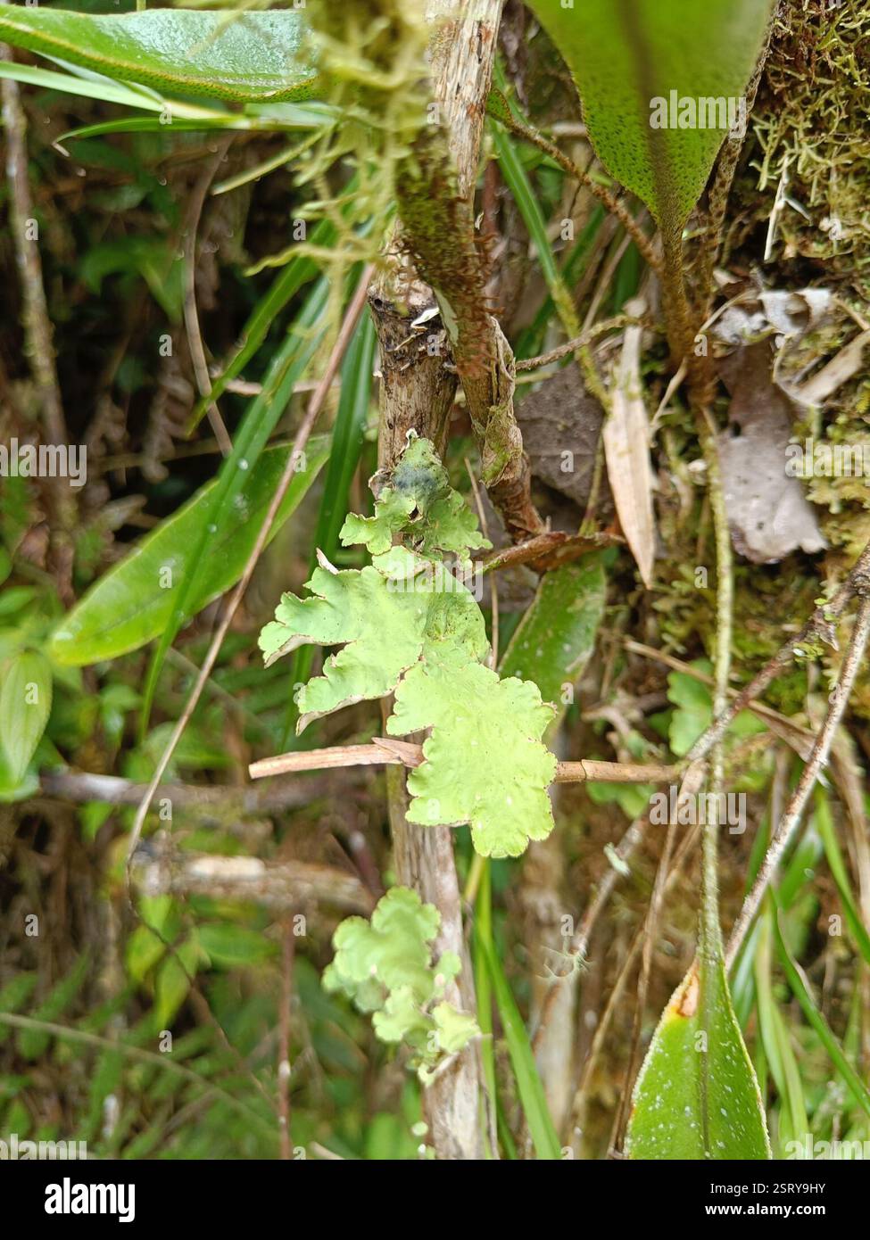 (Lobariaceae), Fungi, Palcazu, 19320, Peru Stock Photo - Alamy