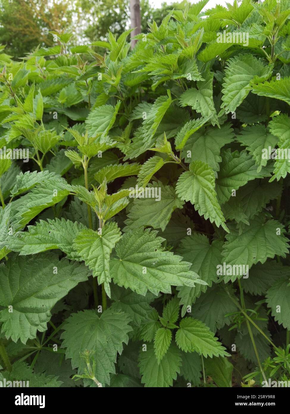 great stinging nettle (Urtica dioica), Plantae, Emilienhofstraße 2 ...