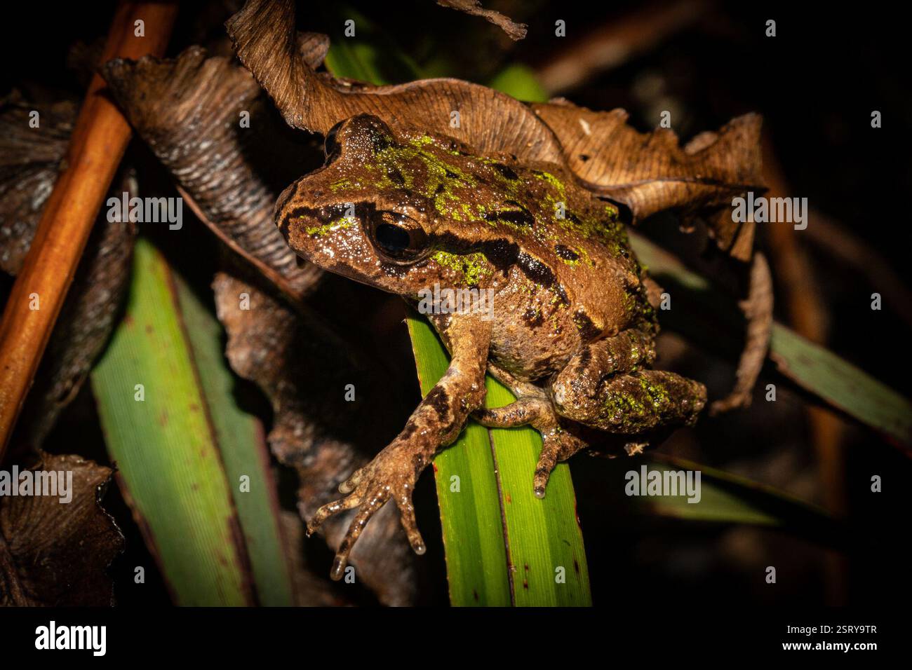 Archey's Frog (Leiopelma archeyi), Amphibia, Thames-Coromandel, NZ-WK ...