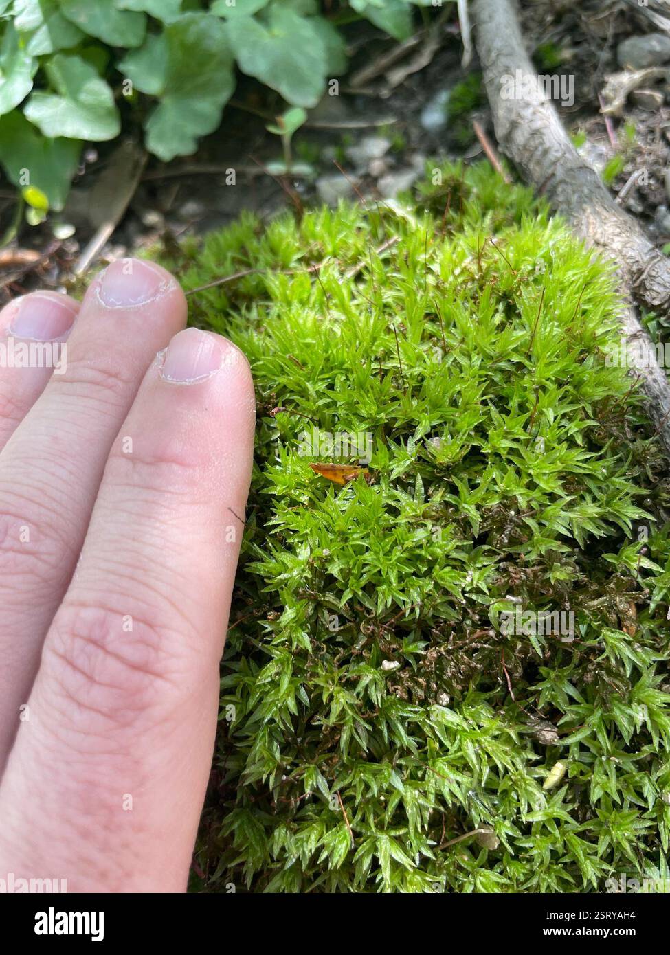 lesser smoothcap (Atrichum angustatum), Plantae, Blue Hills Reservation ...