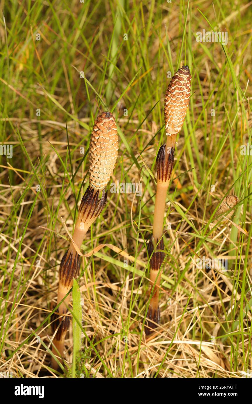 field horsetail (Equisetum arvense), Plantae, Marshside, Marine Drive ...