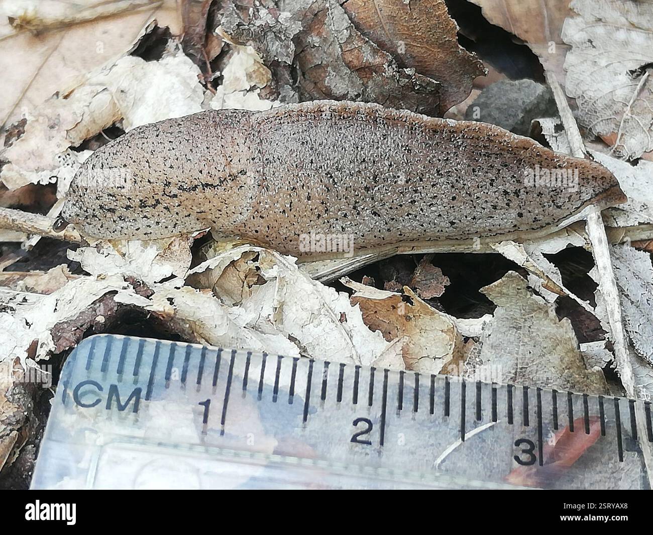 Spotted Keeled Slug (Tandonia rustica), Mollusca, Rieder, Ballenstedt ...