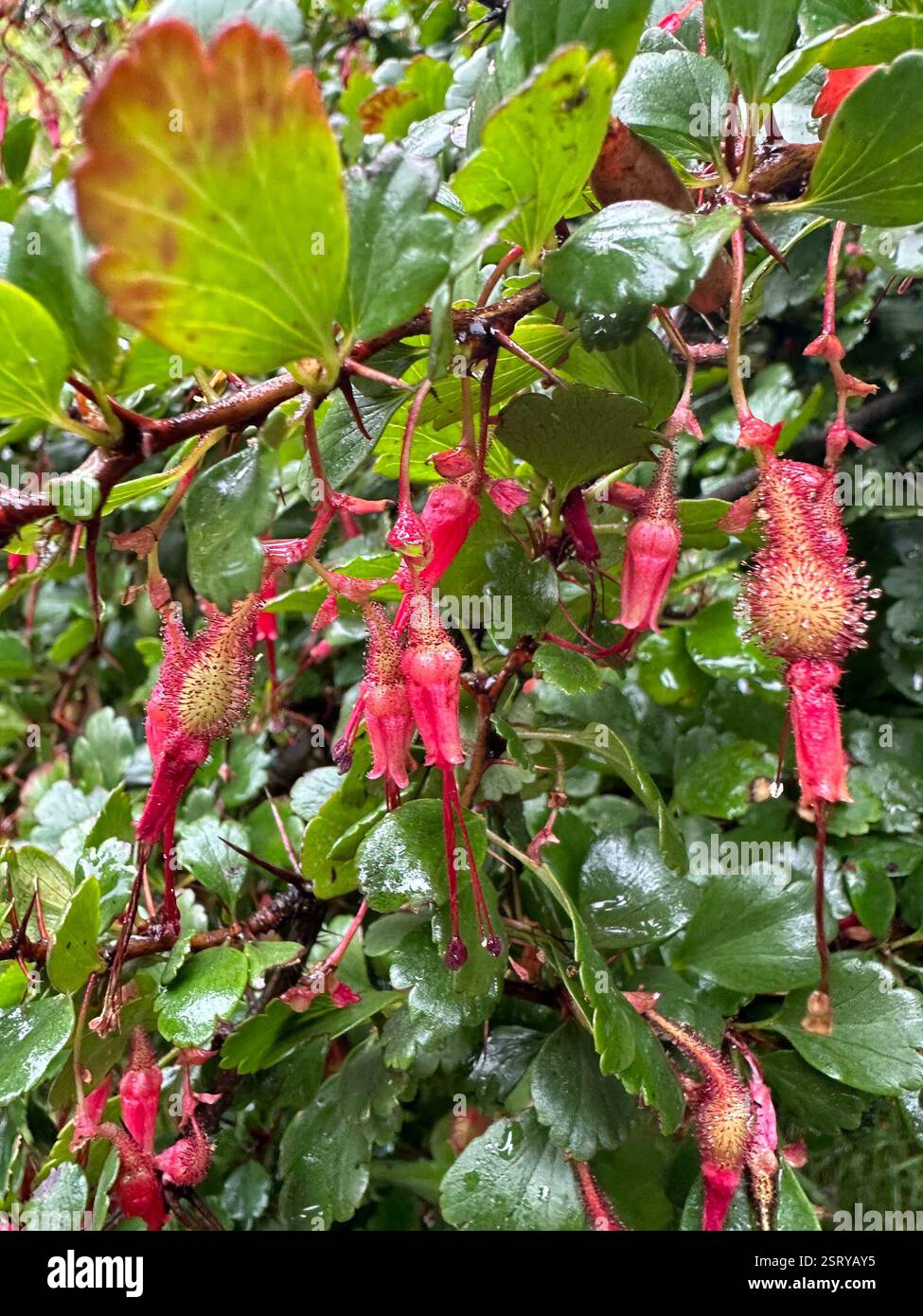 Fuchsiaflower Gooseberry (Ribes speciosum), Plantae, Whiting Ranch ...
