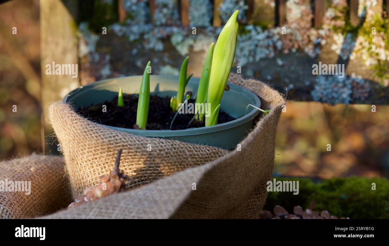 Pot tulips on garden hi-res stock photography and images - Alamy