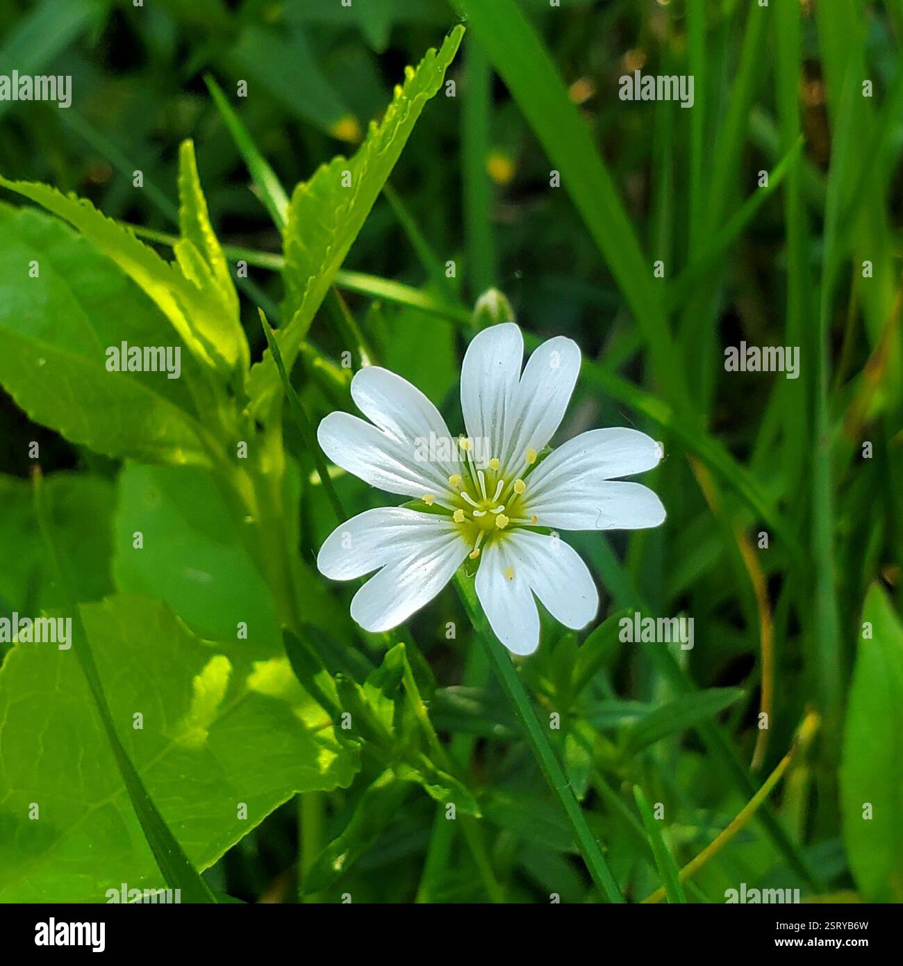 field chickweed (Cerastium arvense), Plantae, Ogunquit Stock Photo - Alamy