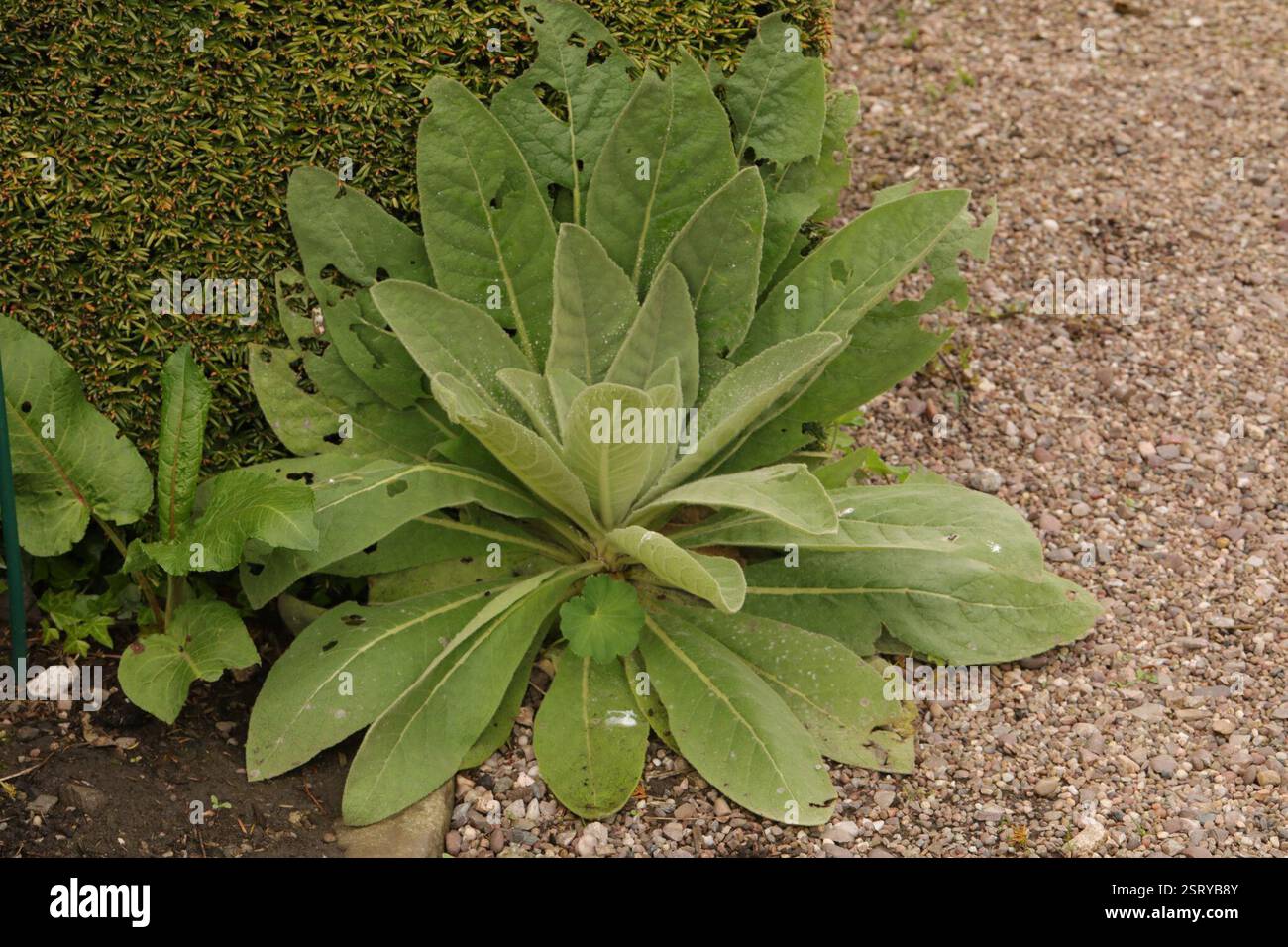 great mullein (Verbascum thapsus), Plantae, Norton Priory, Tudor Road ...