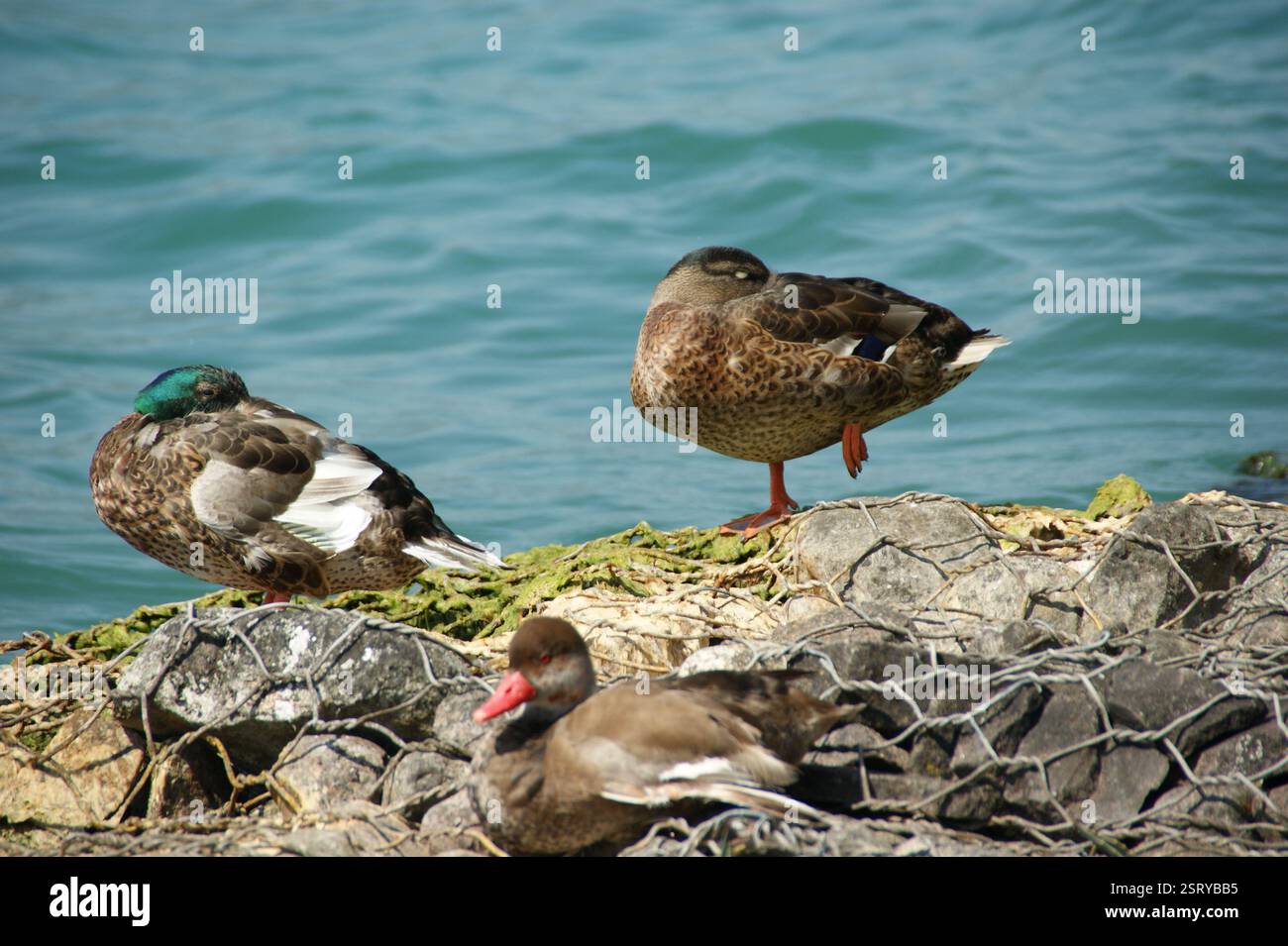 Peaceful scene of ducks along Lake Garda Stock Photo - Alamy