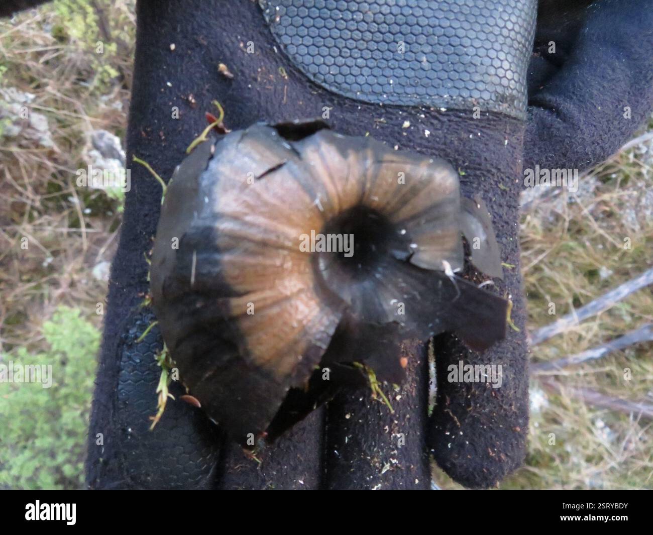 (Powelliphanta), Mollusca, New Zealand Stock Photo - Alamy