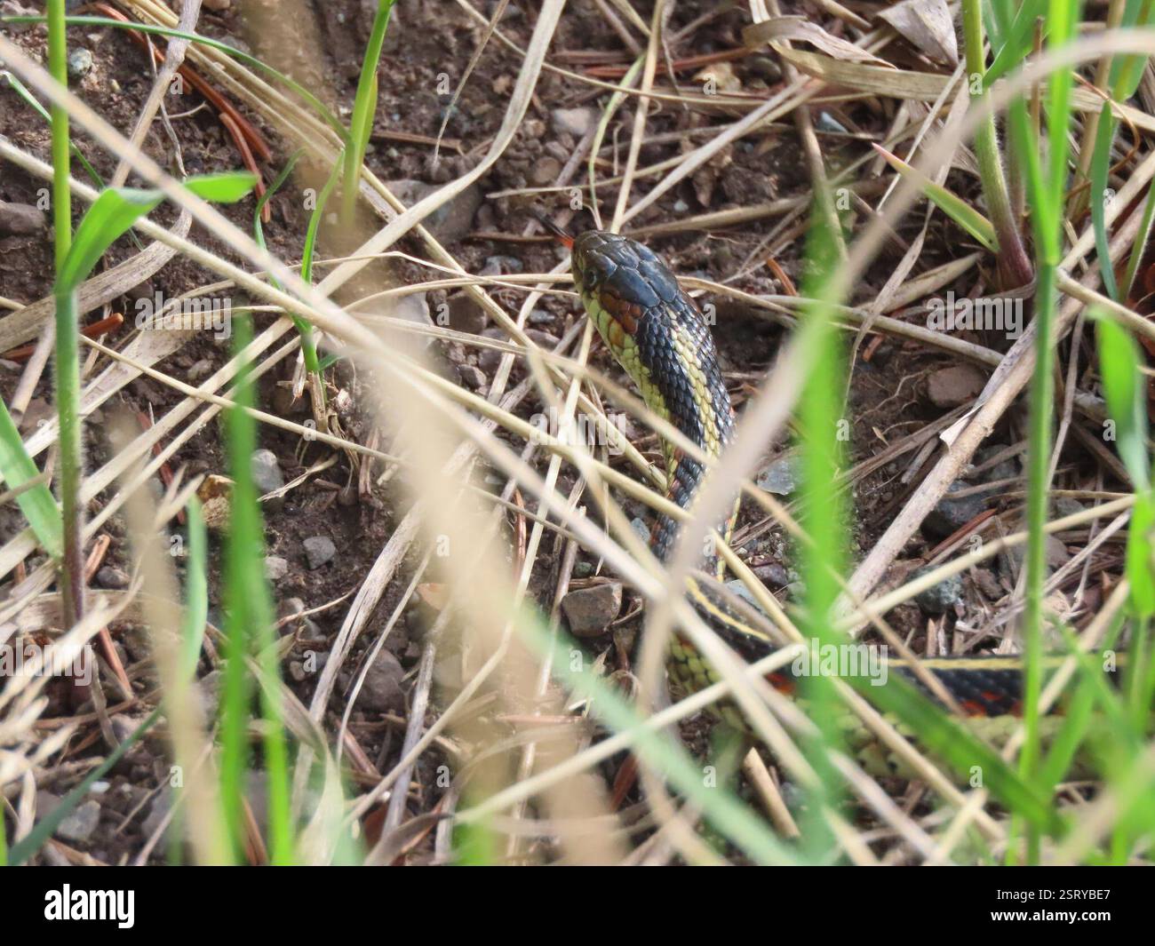 Valley Garter Snake (Thamnophis sirtalis fitchi), Reptilia, Thompson ...