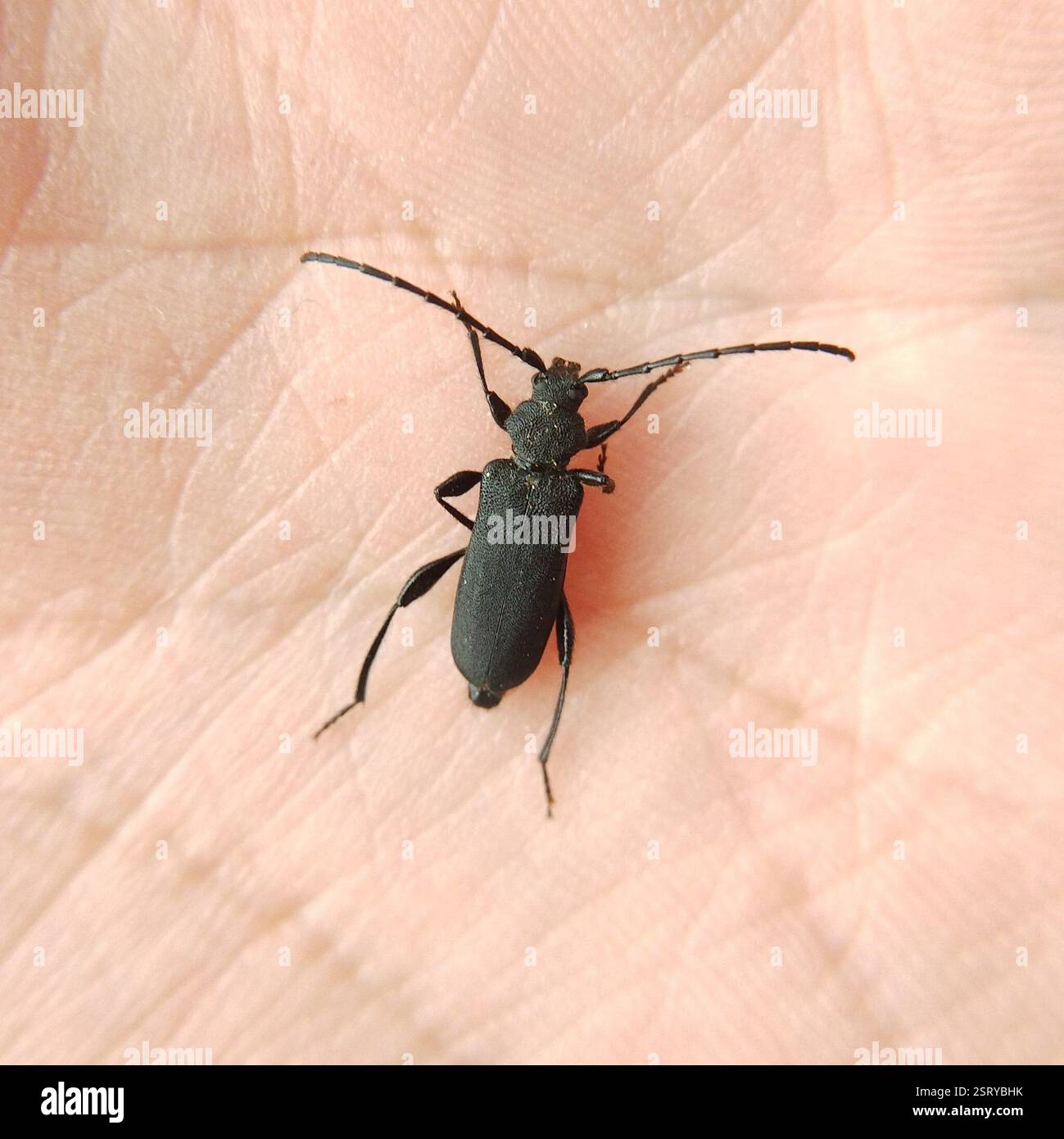 (Ropalopus clavipes), Insecta, Kosanin dol, Pancharevo, Bulgaria Stock ...