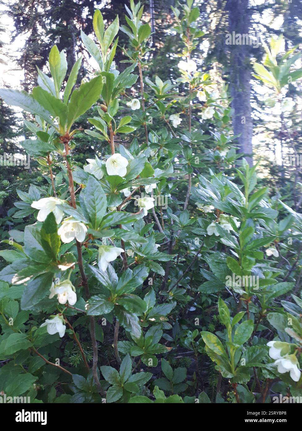 White-flowered Rhododendron (Rhododendron albiflorum), Plantae ...