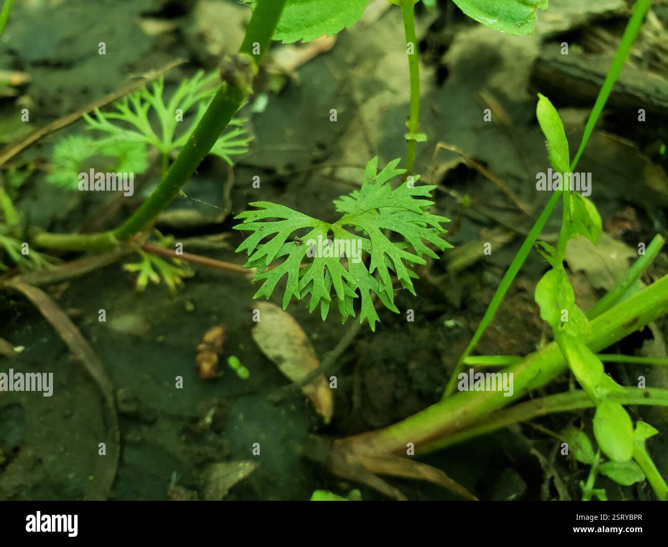 yellow water-crowfoot (Ranunculus flabellaris), Plantae, Veterans ...