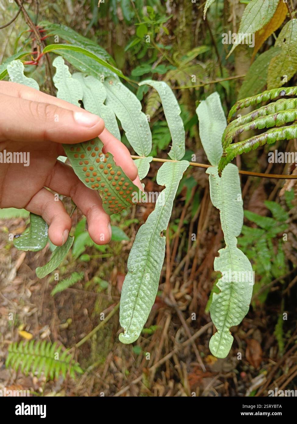 ferns (Polypodiopsida), Plantae, Palcazu, 19320, Peru Stock Photo - Alamy