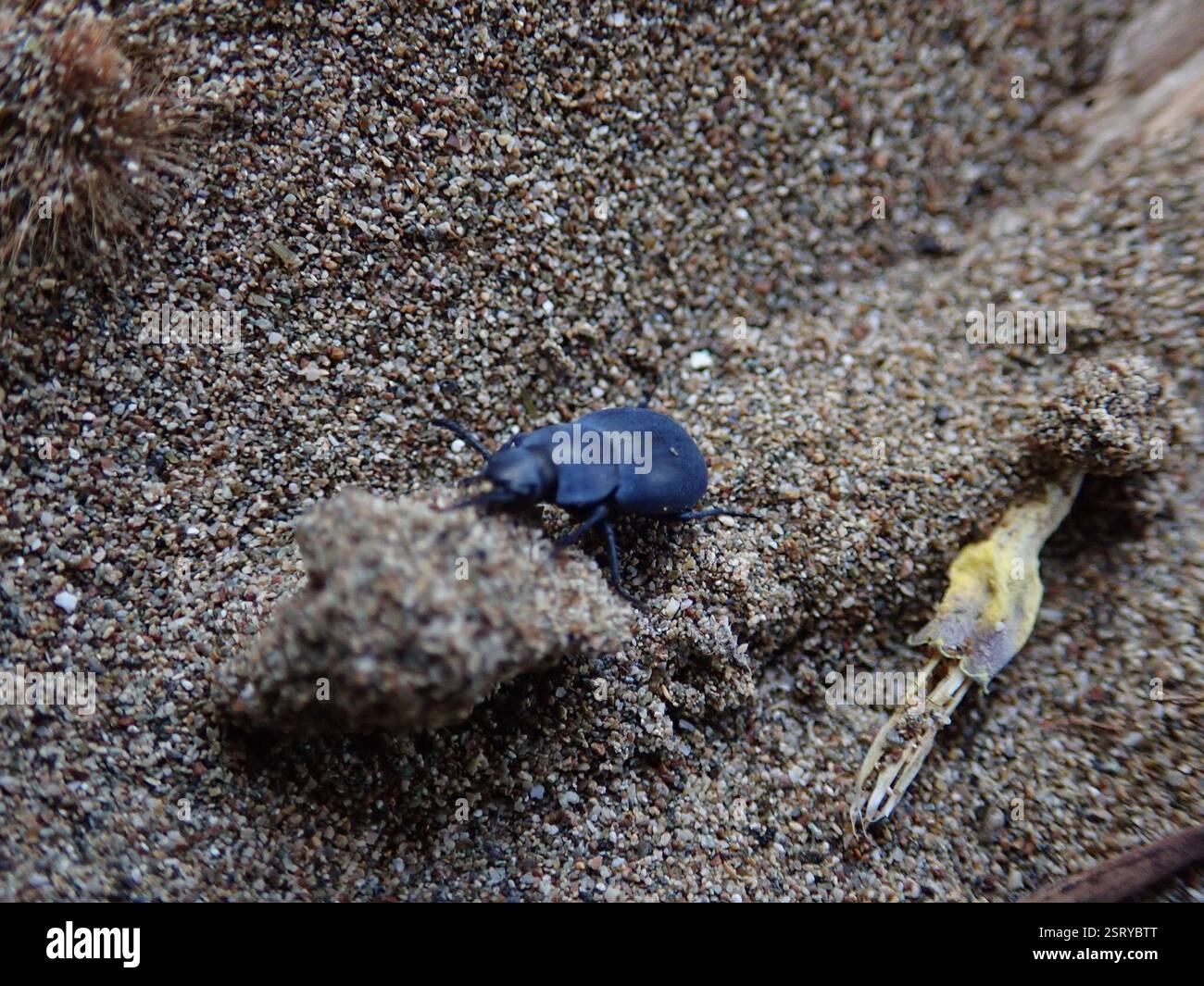 (Pimeliinae), Insecta, İztuzu Plajı, Ortaca, Muğla, TR Stock Photo - Alamy