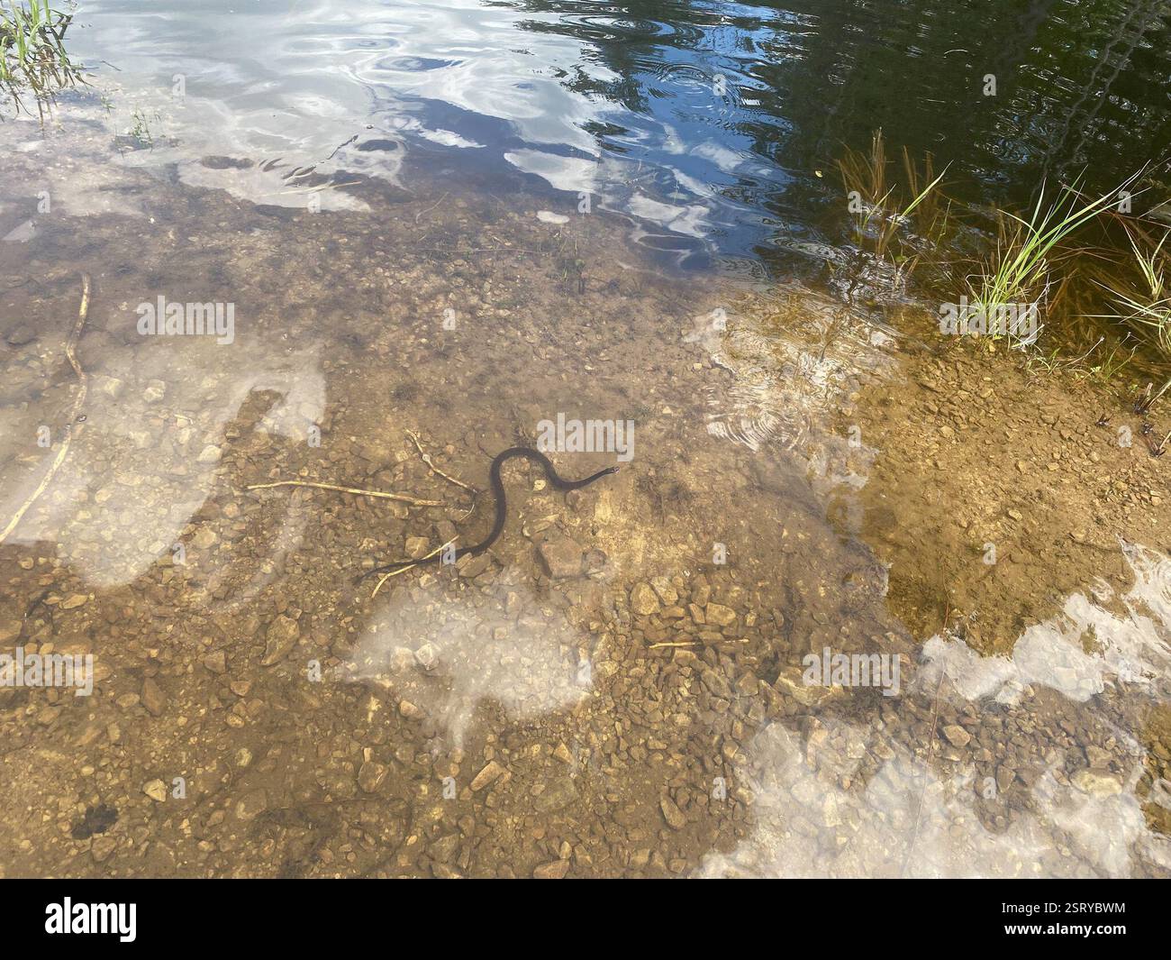 Northern Watersnake (Nerodia sipedon sipedon), Reptilia, Cedar Bridge ...