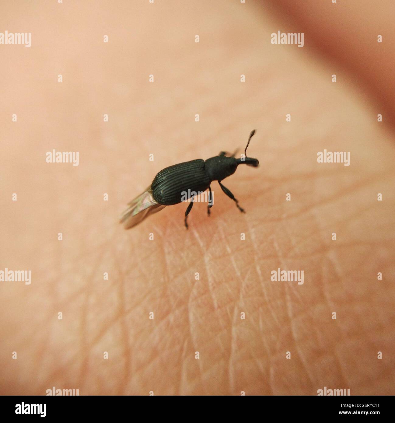 (Magdalis), Insecta, Kosanin dol, Pancharevo, Bulgaria Stock Photo - Alamy