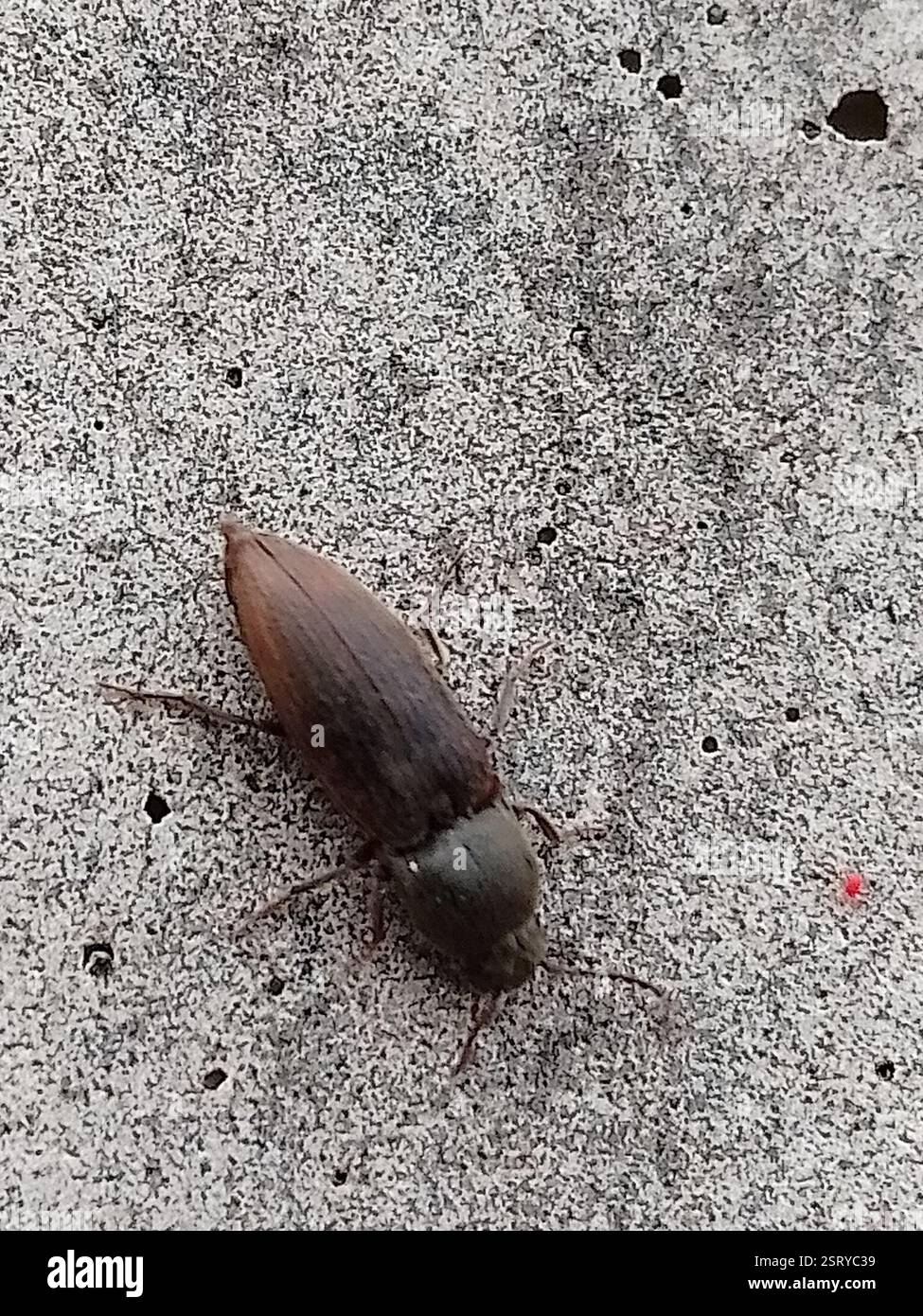 (Agriotes obscurus), Insecta, Gyle Centre, Edinburgh EH12 9JF, UK Stock ...