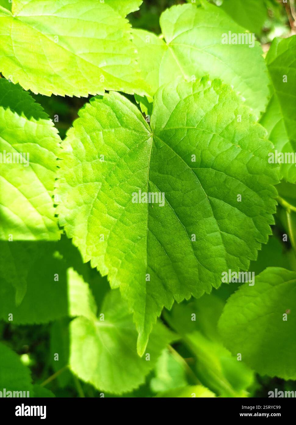 Small-leaved Lime (Tilia cordata), Plantae, 64260 Buzy, France Stock ...