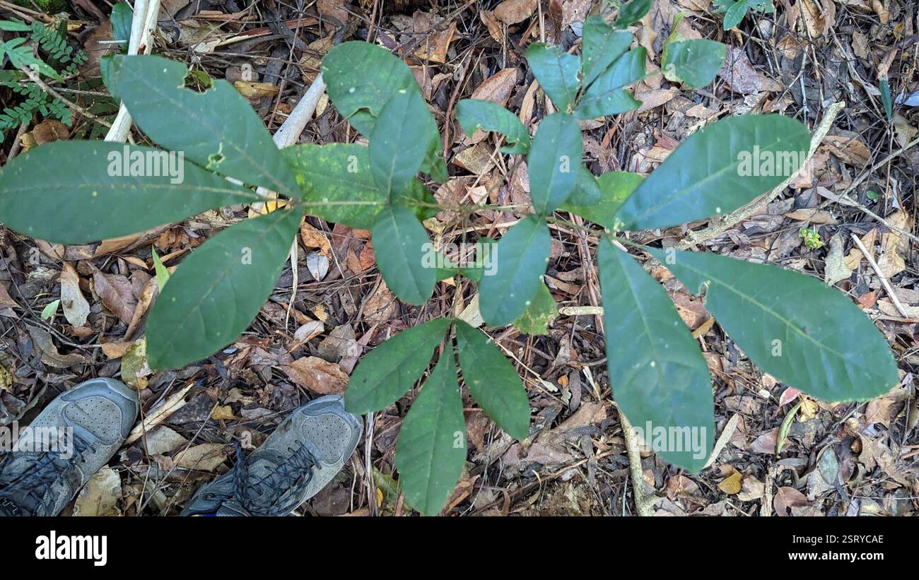 scentless rosewood (Synoum glandulosum), Plantae, Flaxton QLD 4560 ...