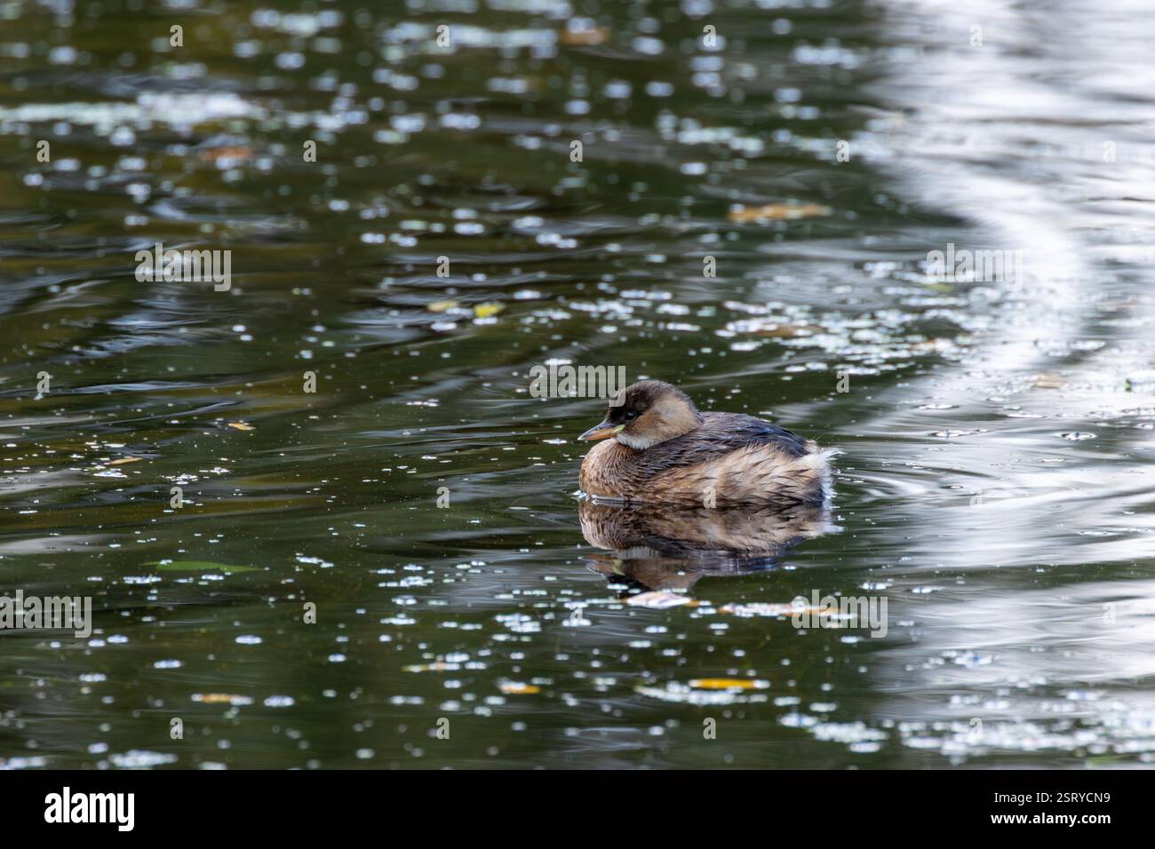 The Little Grebe is a small waterbird that feeds on fish and insects ...