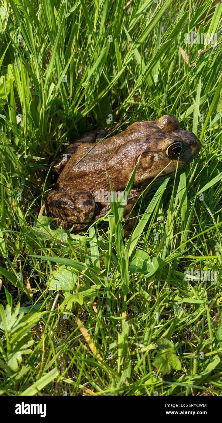 American Bullfrog (Lithobates catesbeianus), Amphibia, Point Comfort ...