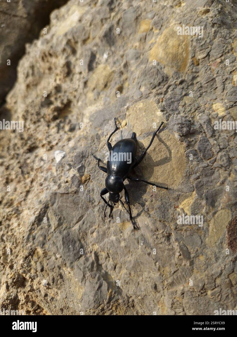 (Blaps lusitanica), Insecta, Esporles, 07190, Baléares, Espagne Stock ...