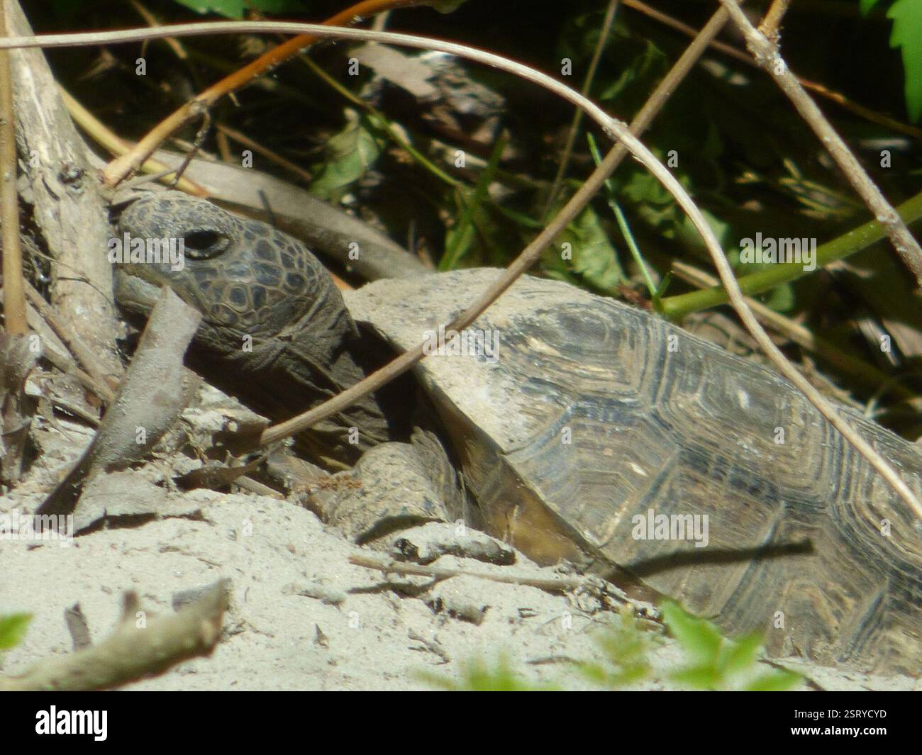 Gopher Tortoise (Gopherus polyphemus), Reptilia, Florida, US, Burrow ...