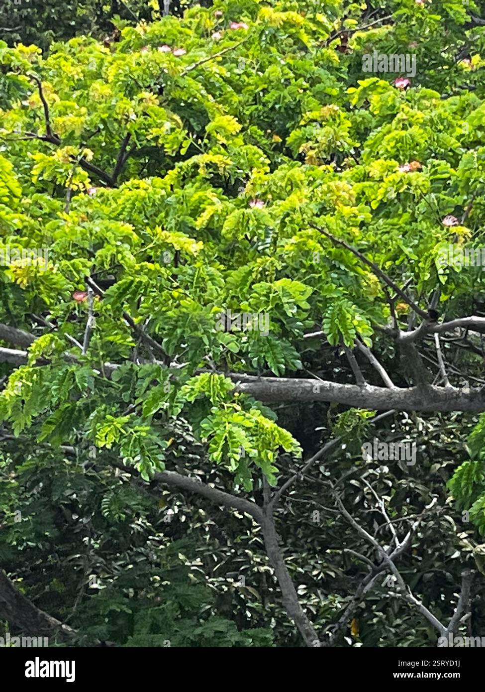 Monkey pod tree (Samanea saman), Plantae, Jamaica, Saint Ann, Middlesex ...