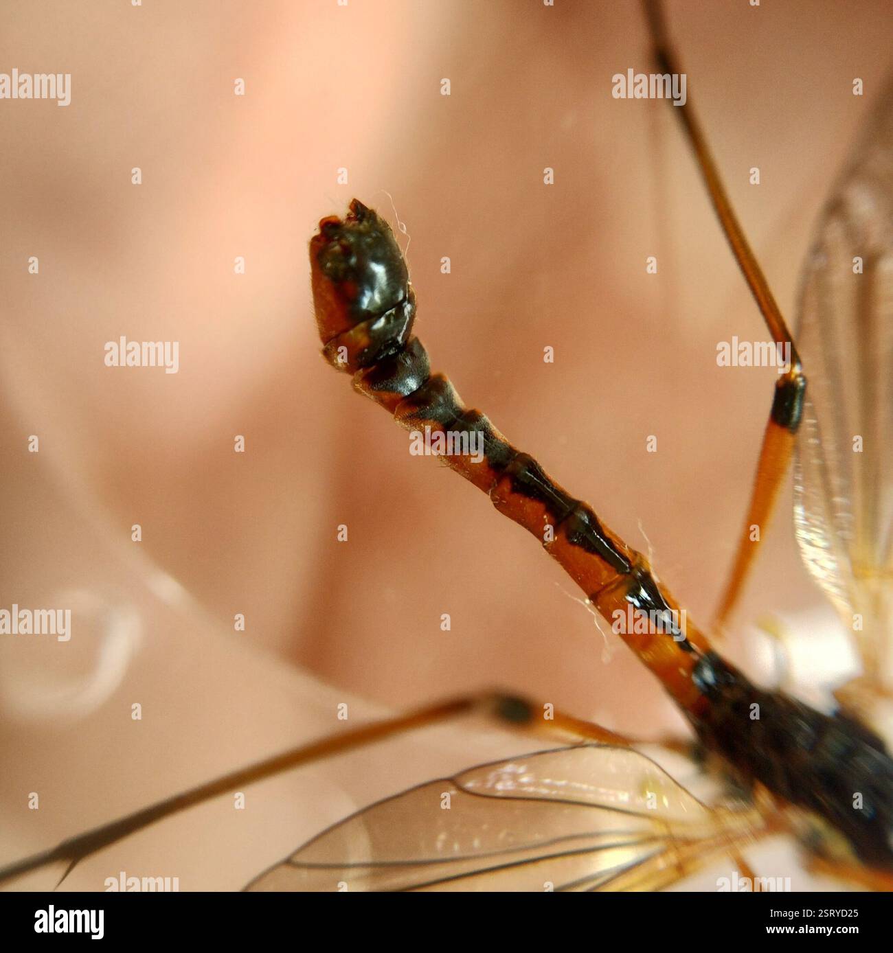 Giant Sabre Comb Horn Cranefly (Tanyptera atrata), Insecta, Kosanin dol ...