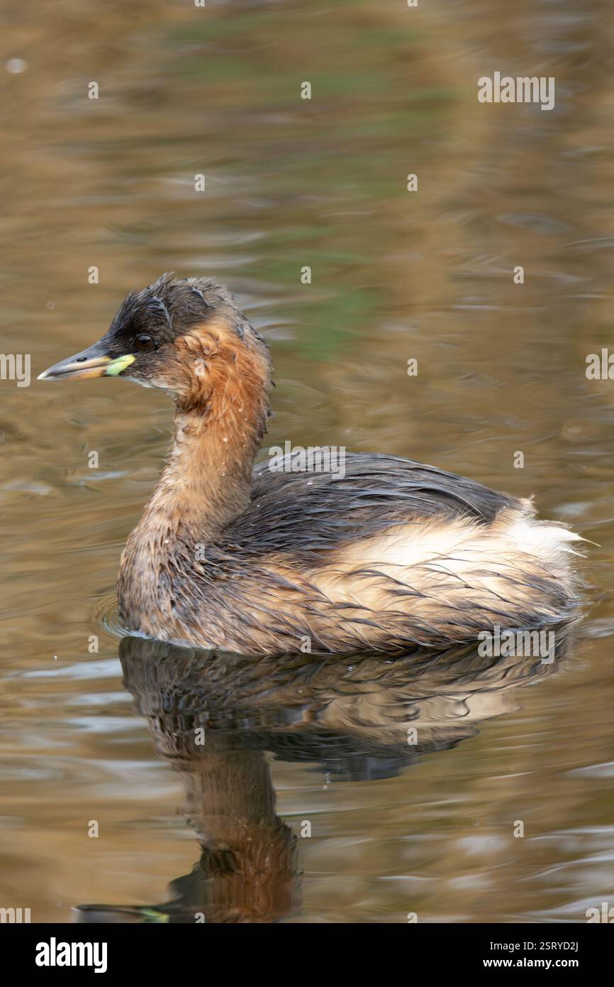 The Little Grebe is a small waterbird that feeds on fish and insects ...